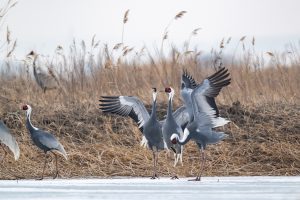 2024-03-14 Daurskie Zhuravli – Ivan Borovkov